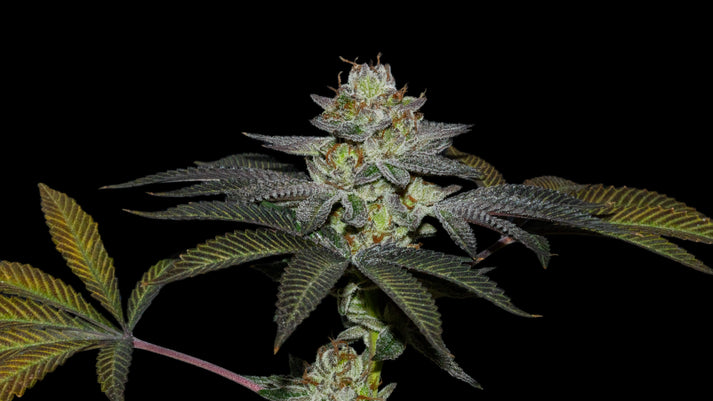 Coco Nutty x Fruity Pebbles OG Pack 25 semillas. – Secretsfile